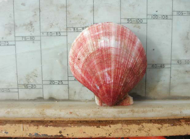 NOAA Scallop Measurement System – Compass Technical Consulting, LLC